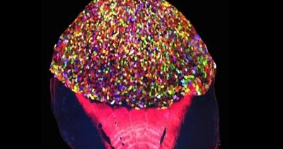 El Pebrasset: Un peix zebra transgènic en tecnicolor