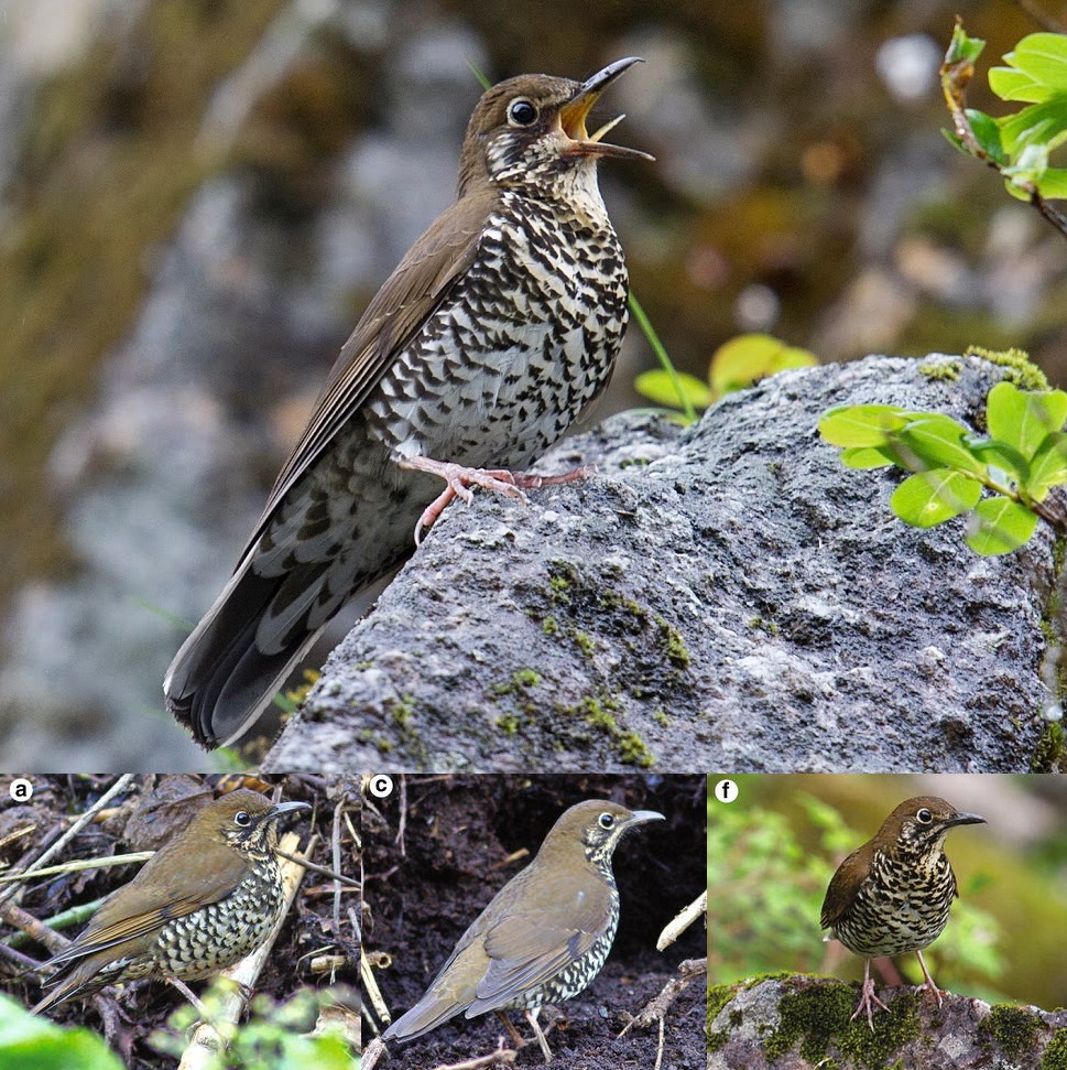 Species New to Science: [Ornithology • 2016] Integrative Taxonomy of ...