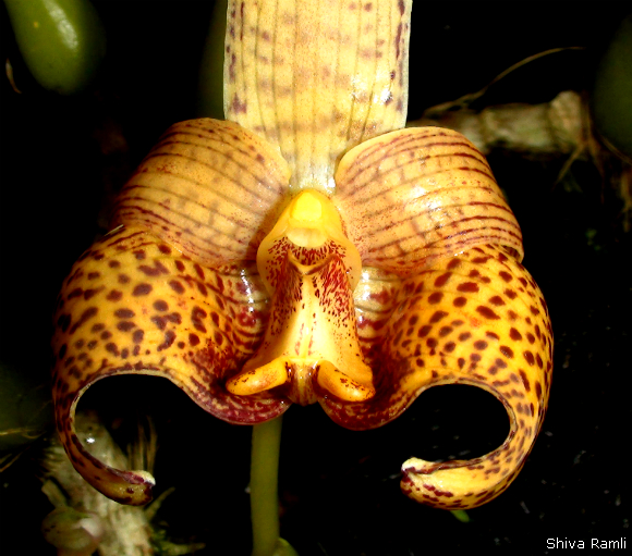 Wild orchids in sumatra: 700. 9. Bulbophyllum sumatranum forma `Yellow`