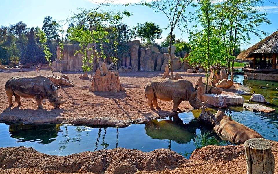 Hermanas y Mamis: BIOPARC en nuestro 2º ANIVERSARIO