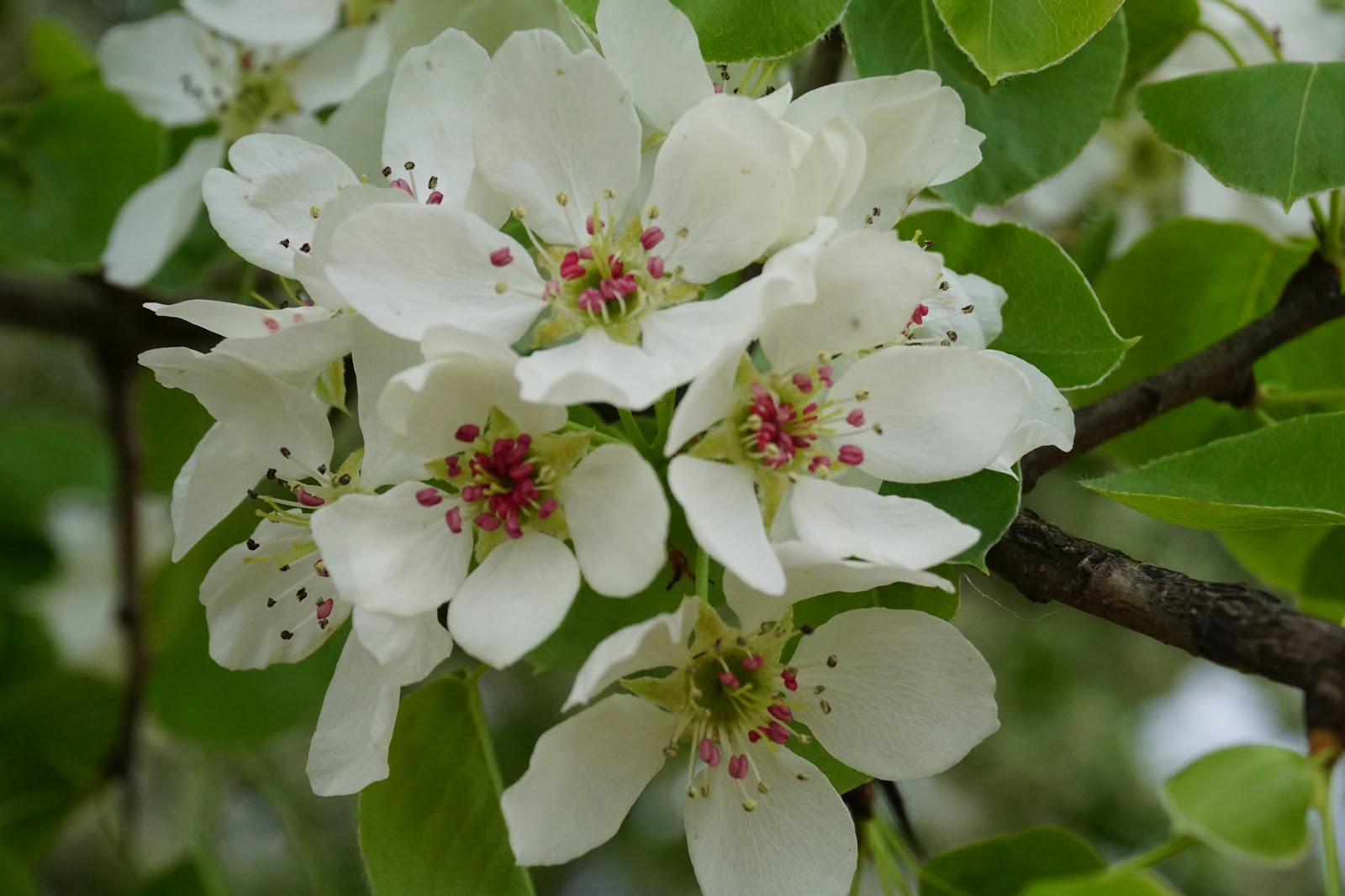Plantas de Huerta Otea, Salamanca: Perl de Callery, peral de flor ...