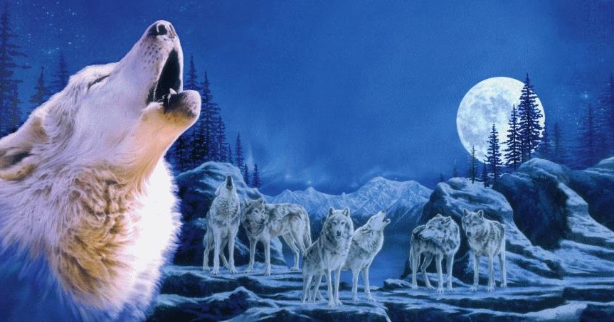 White Wolf : The Eyes of The Wolf