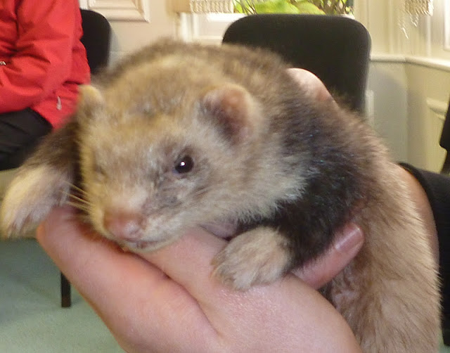 Cat Rescuing, Sunderland: FRED THE FERRET