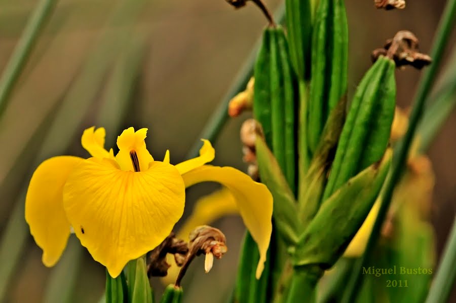 Naturaleza y Fotografía en Motril: Lirio amarillo (Iris pseudacorus)