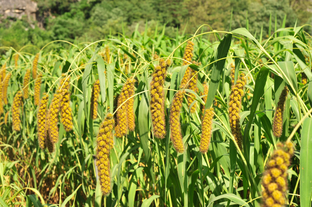 Jewawut , makanan burung perkutut ~ OMG Perkutut Bird Farm