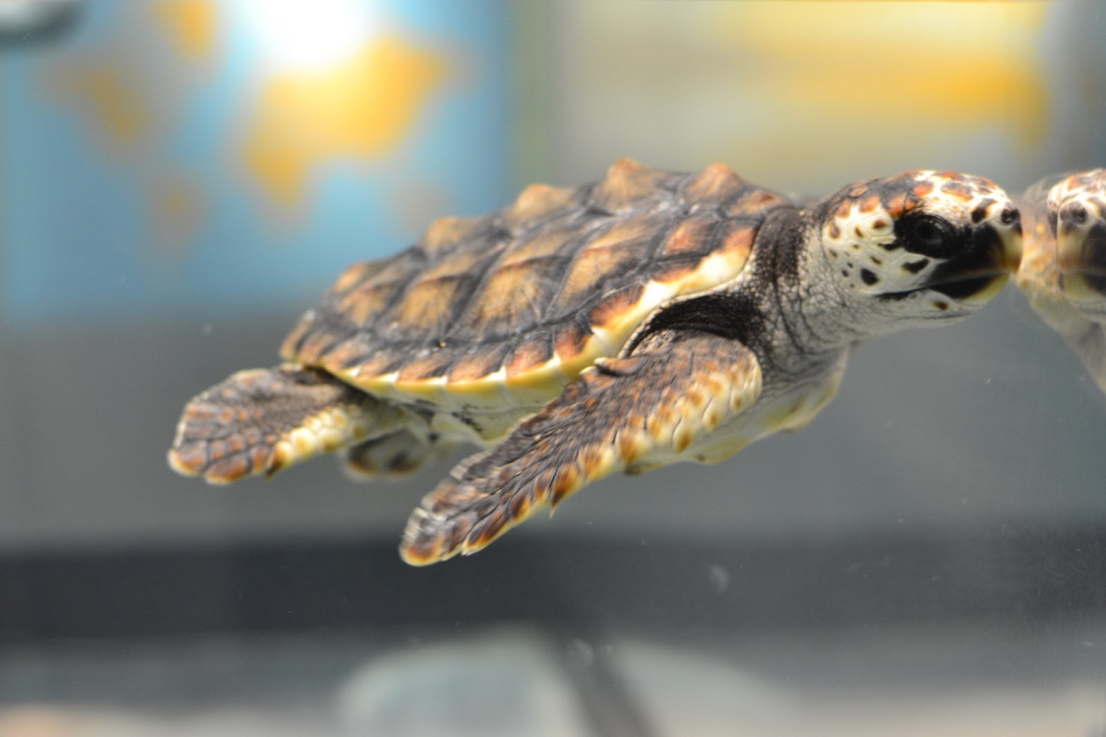 Victoria In Japan Land: Baby Sea Turtles