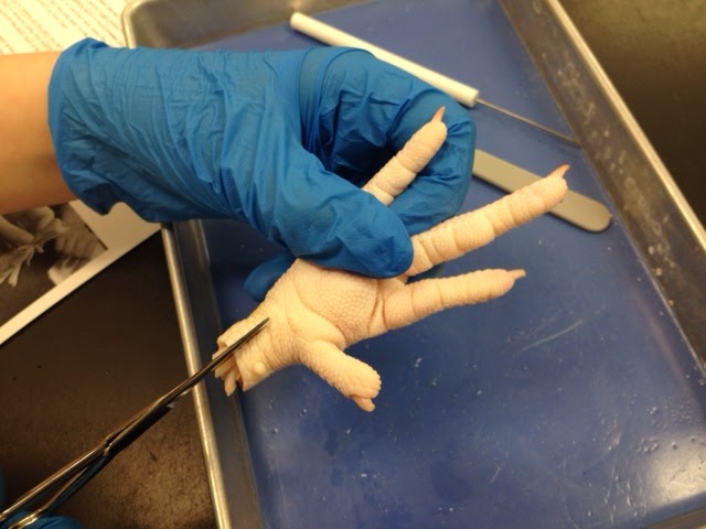 Science 8 Due Dates – The Blog Site of Carl Sommerfeld