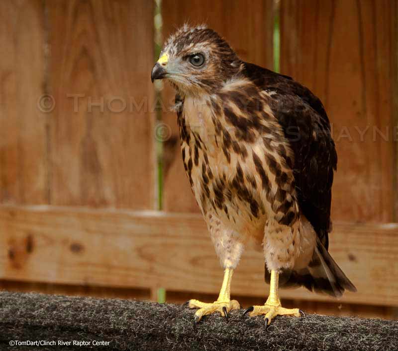 Landing Heron.. awkward beauty Cats, Photos,Jewelry,Jesus: Broad Winged ...