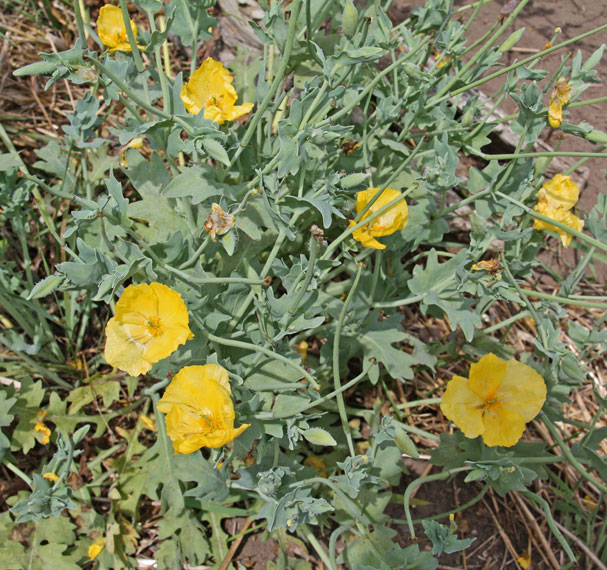Seedy Stories: Plant Profile: Yellow Horned Poppy