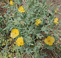 Seedy Stories: Plant Profile: Yellow Horned Poppy