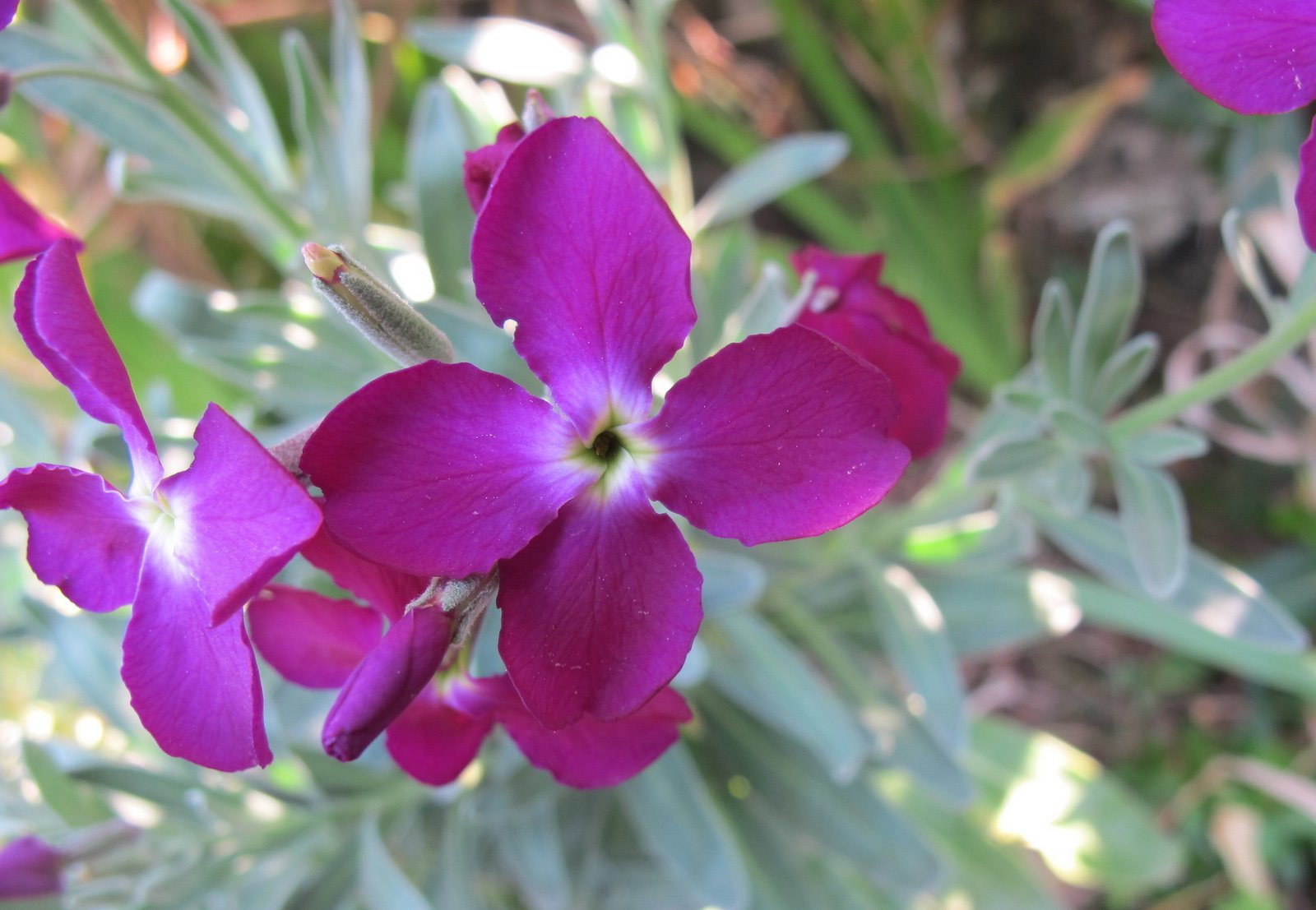 FLORA NEL SALENTO e.. anche altrove: Matthiola incana (L.) R. Br ...