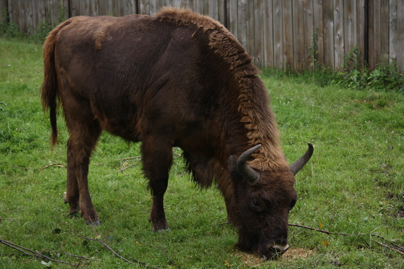 esBialystok: El bisonte, símbolo de la nación