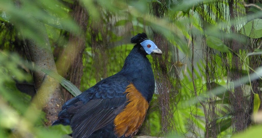 TVL: AVE DA SEMANA - Crested Fireback Pheasant (Faisão)