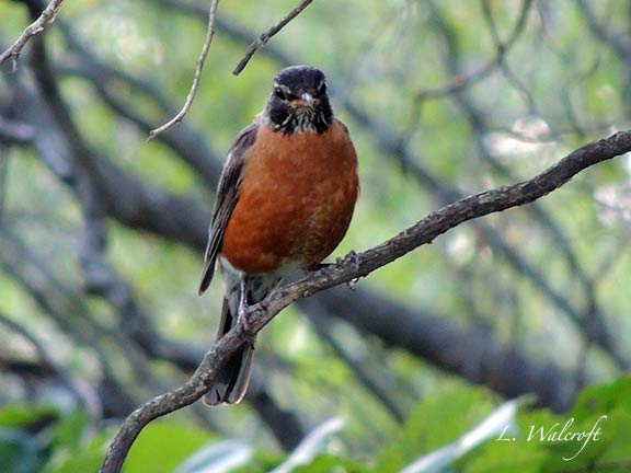 The View from Squirrel Ridge: American Robins, Virginia Deer.