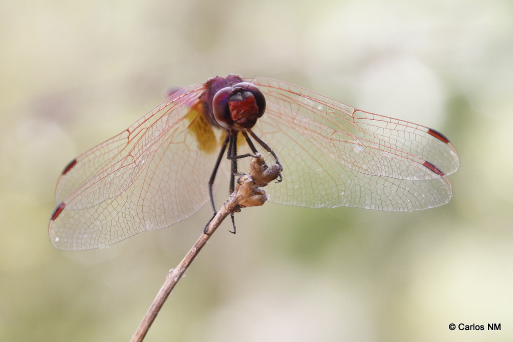 Ojos de Libélula: 2016