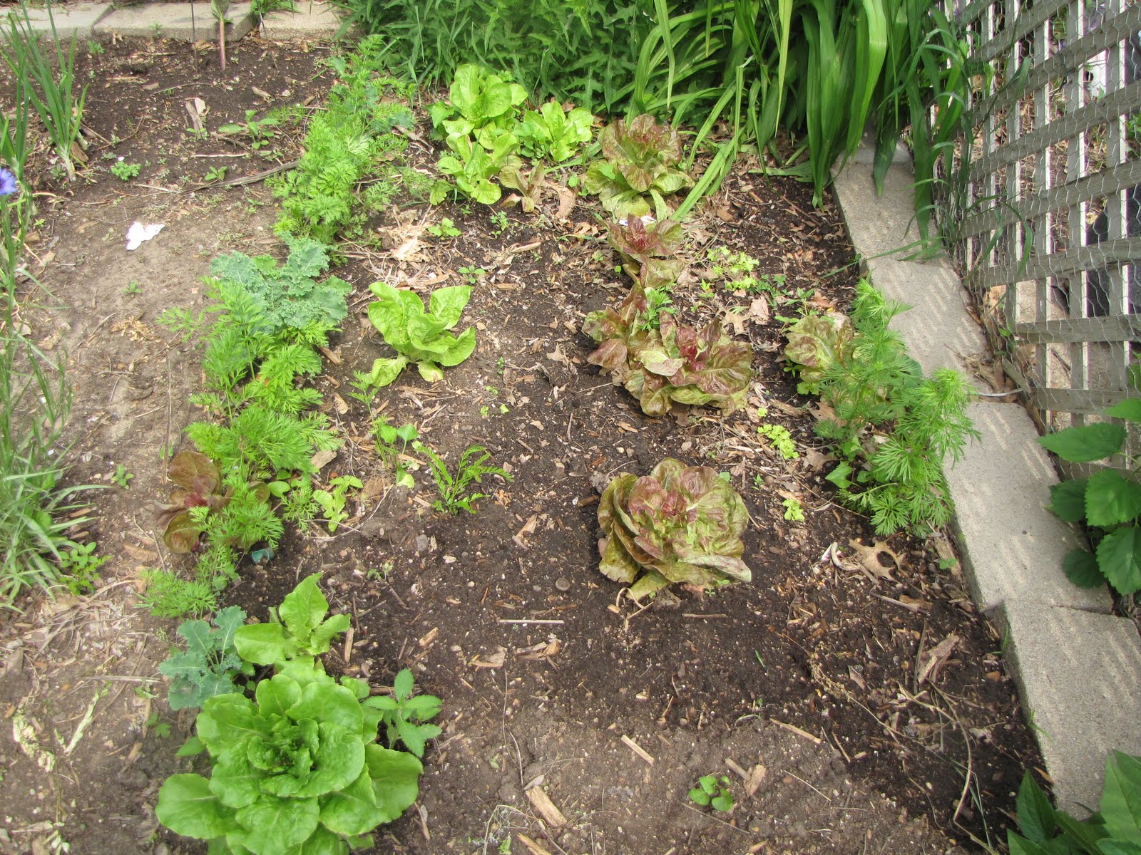 A Corner Garden: Vegetable Garden