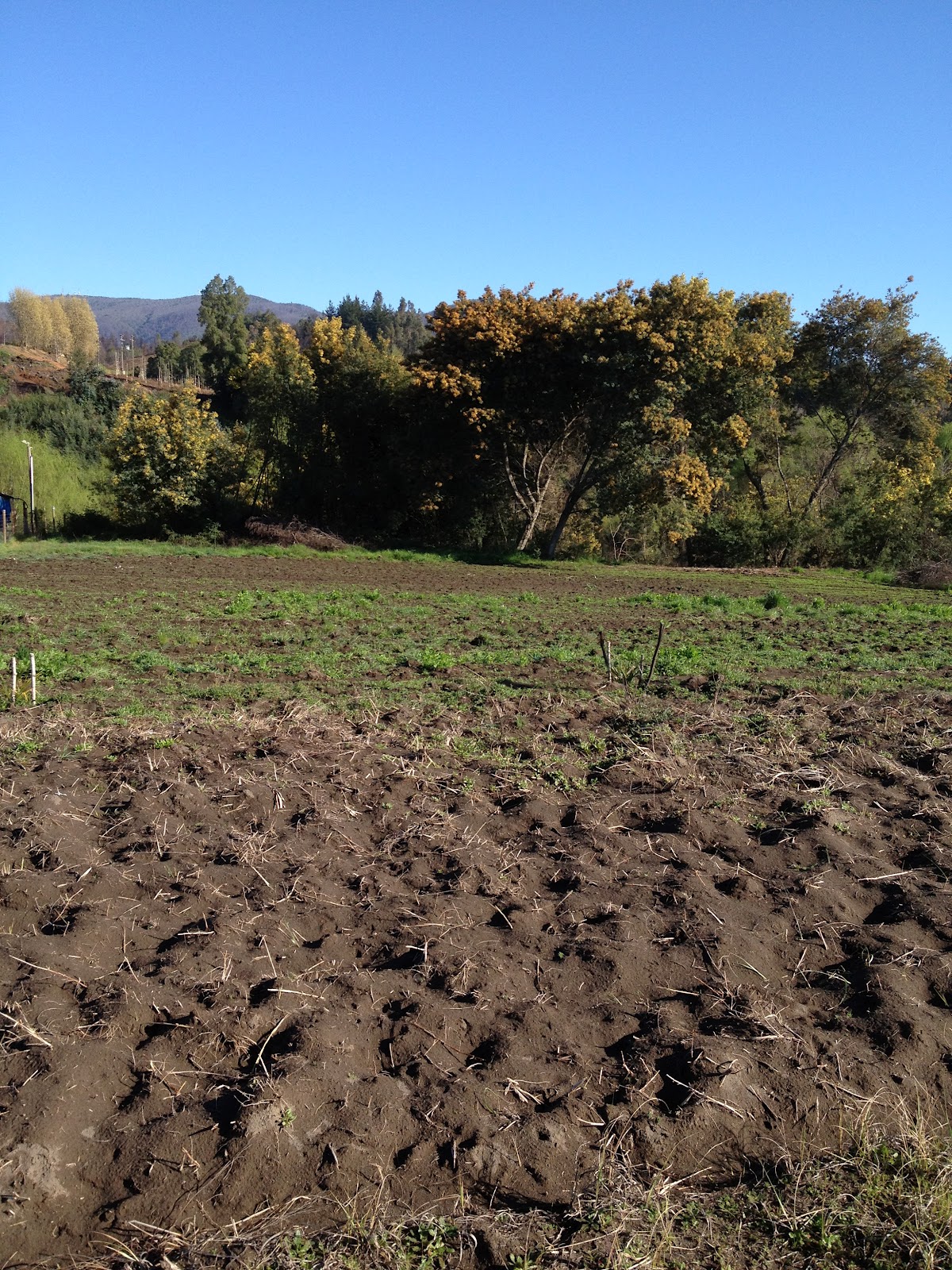 Quillón, una parcela diferente