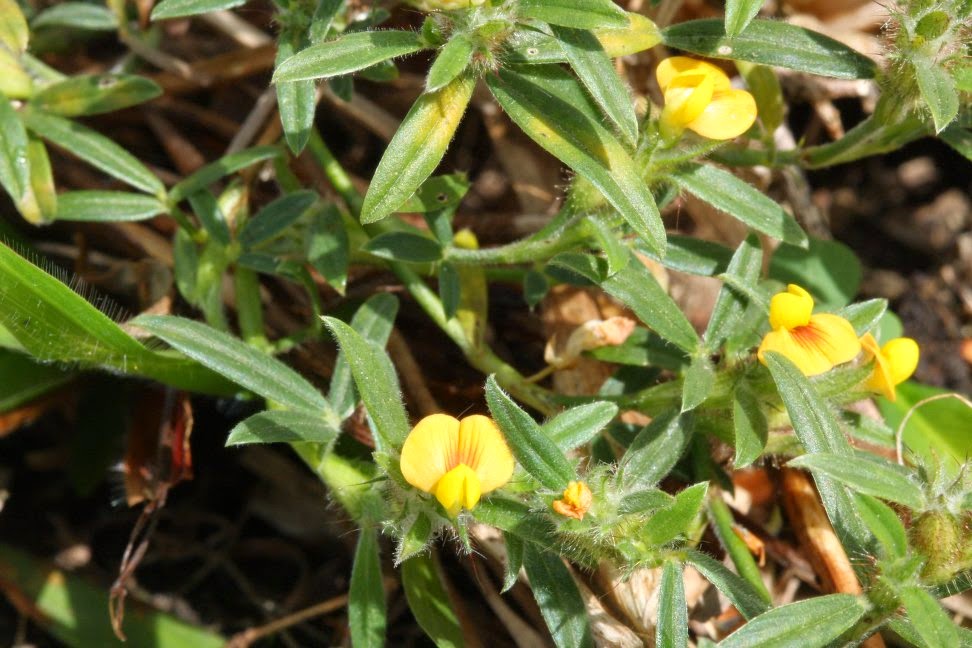 Flora de Puerto Rico Ilustrada Papo Vives: FABOIDEAE STYLOSANTHES ...