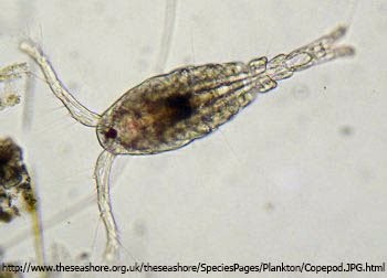 Bizarre Creature of the Day: Creature 126: Calanoida