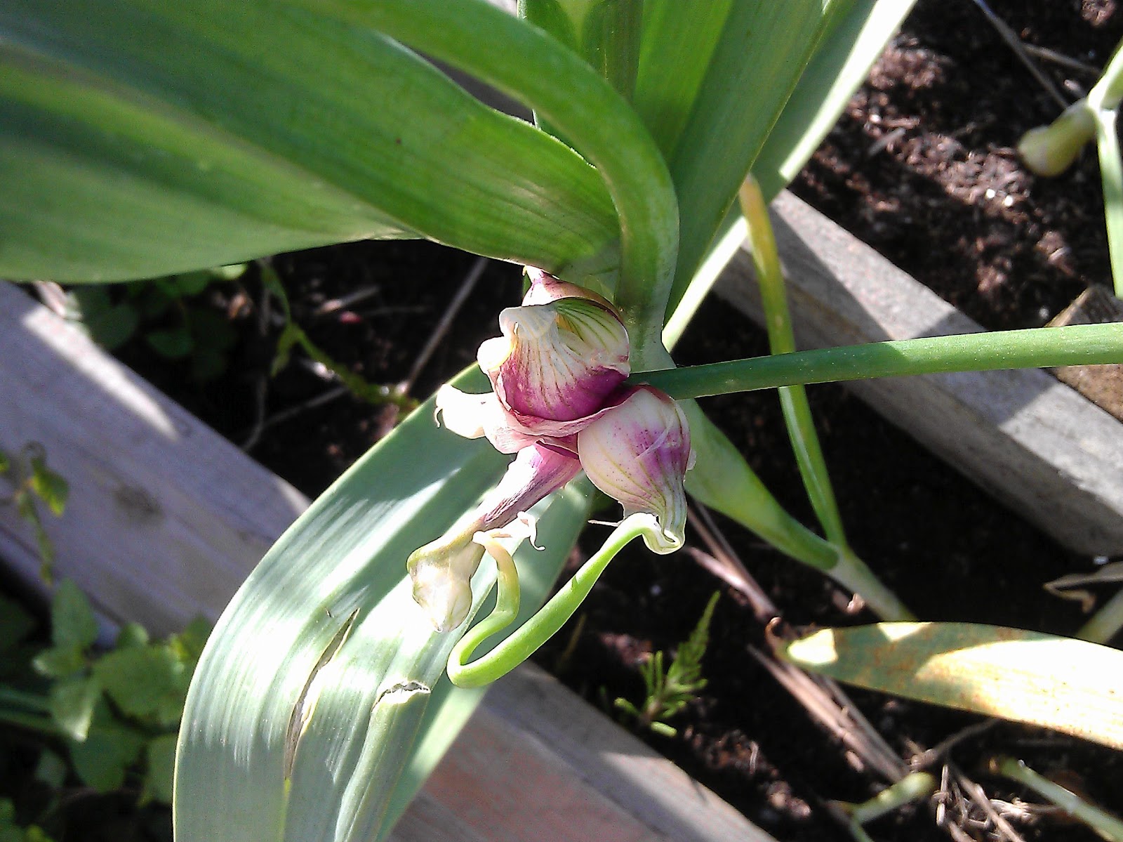 Gourmet Gardening: Waking up in the sun