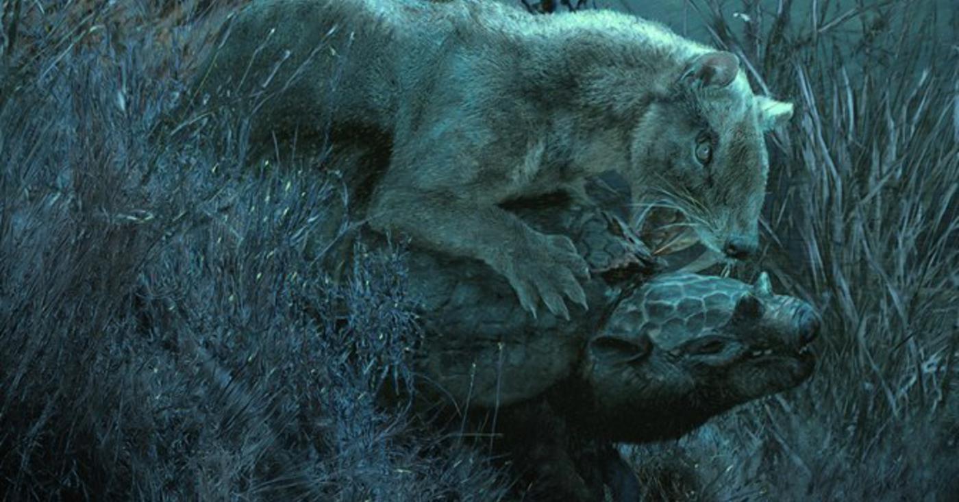 Noticias de Paleontologia: Patagosmilus goini, un marsupial dientes de ...