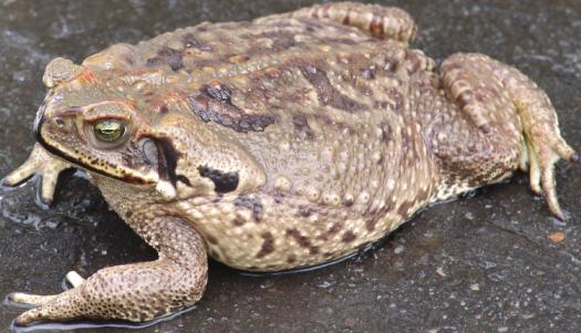 ANIMALES FOTOS DIBUJOS IMAGENES: FOTOS DE SAPOS