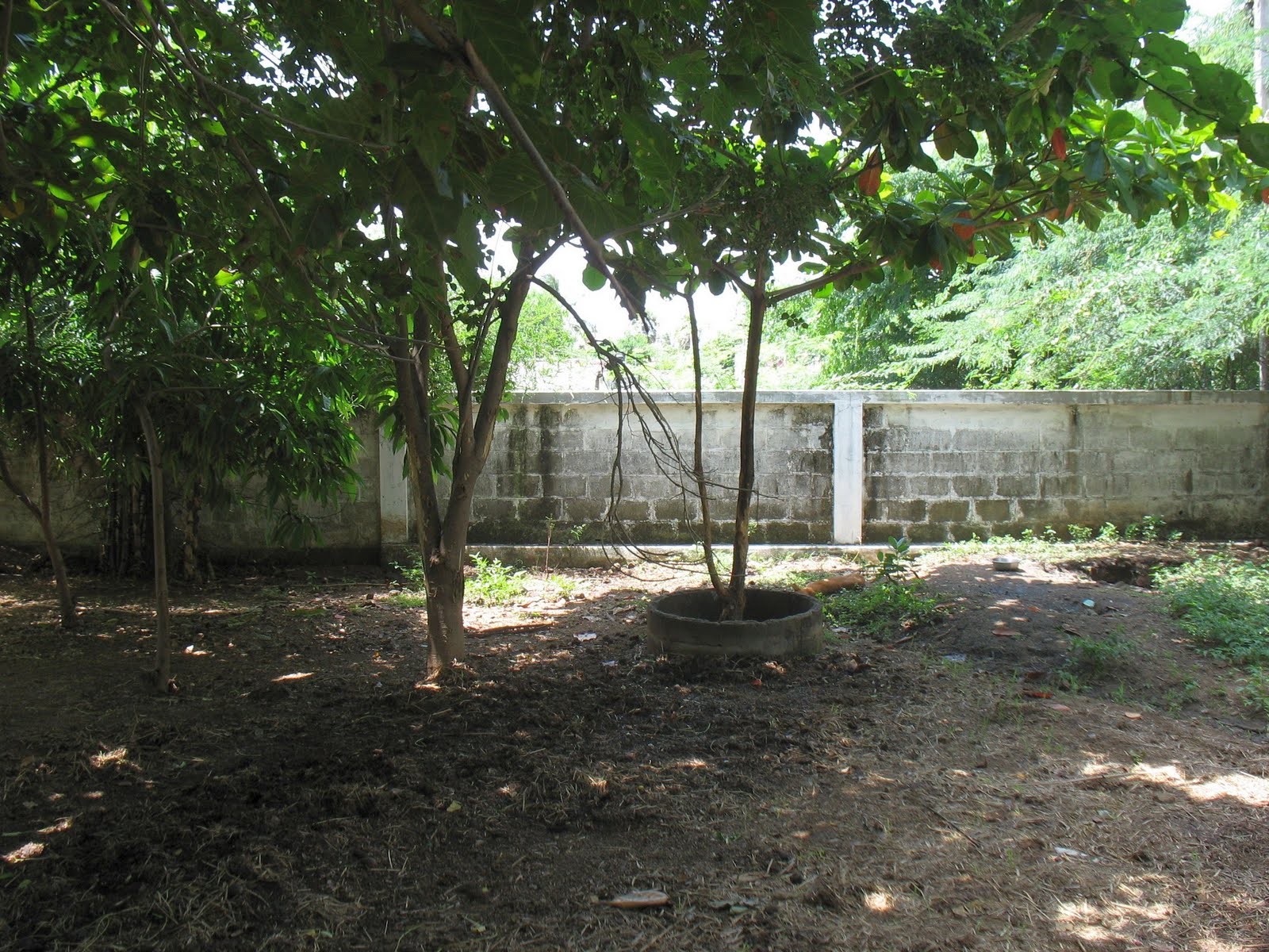 Monkey House - ARUNACHALA GRACE