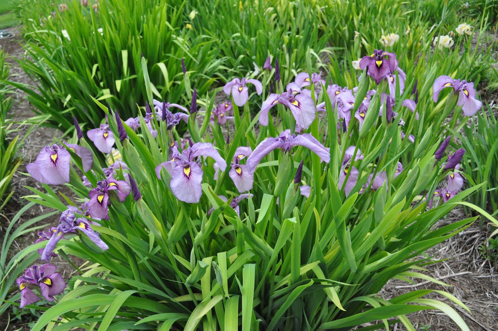 World of Irises: October 2015