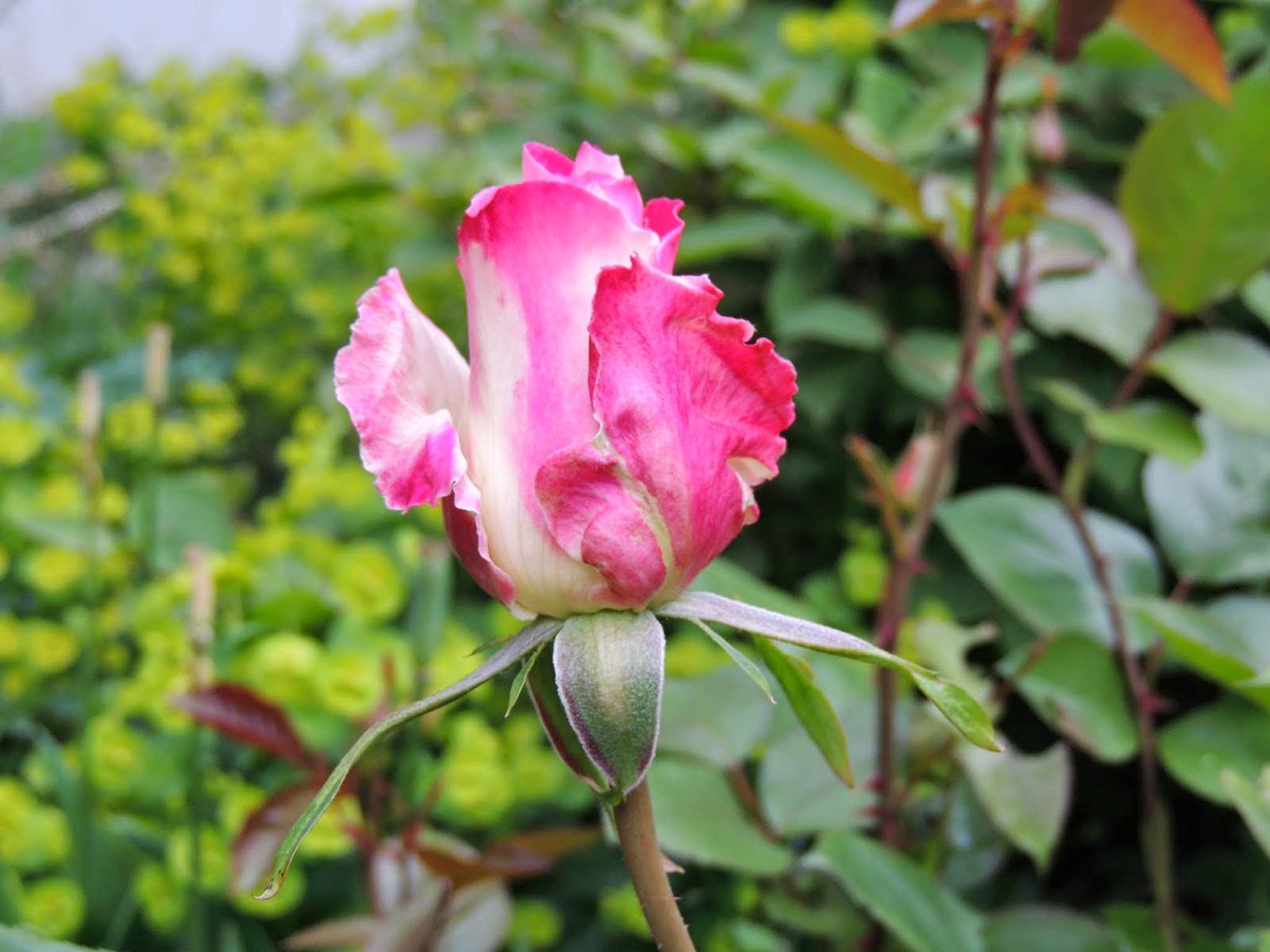 IL ETAIT UN PETIT JARD'AIN ...: ALLEZ VIENS...