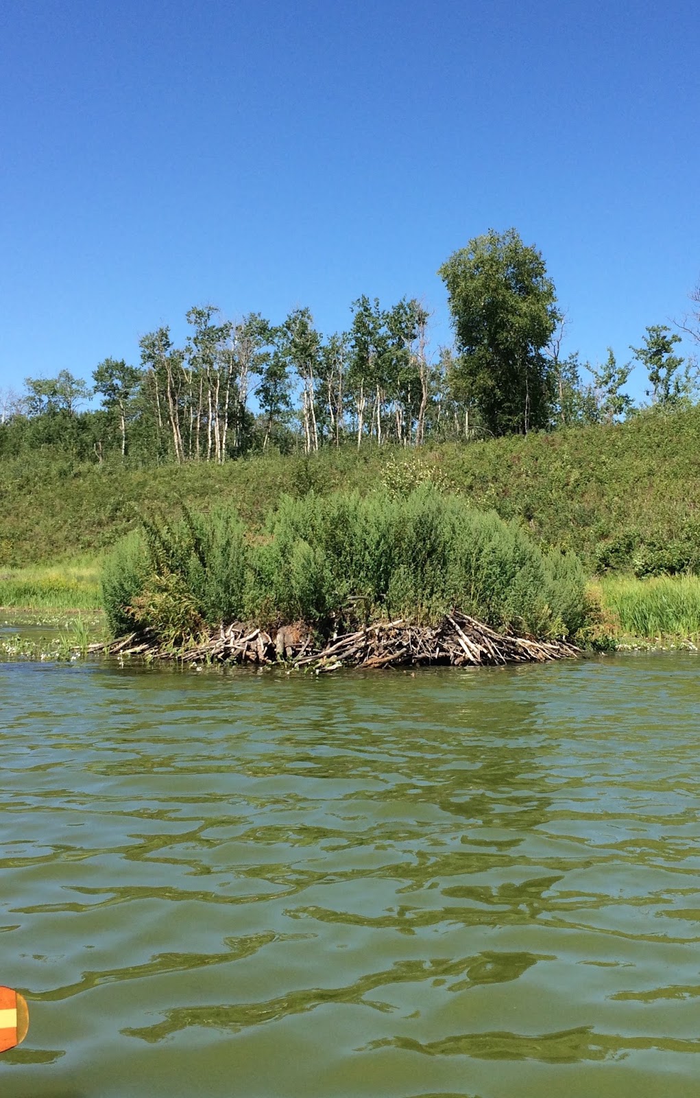 Paddling Near Edmonton, Alberta, Canada: Islet Lake