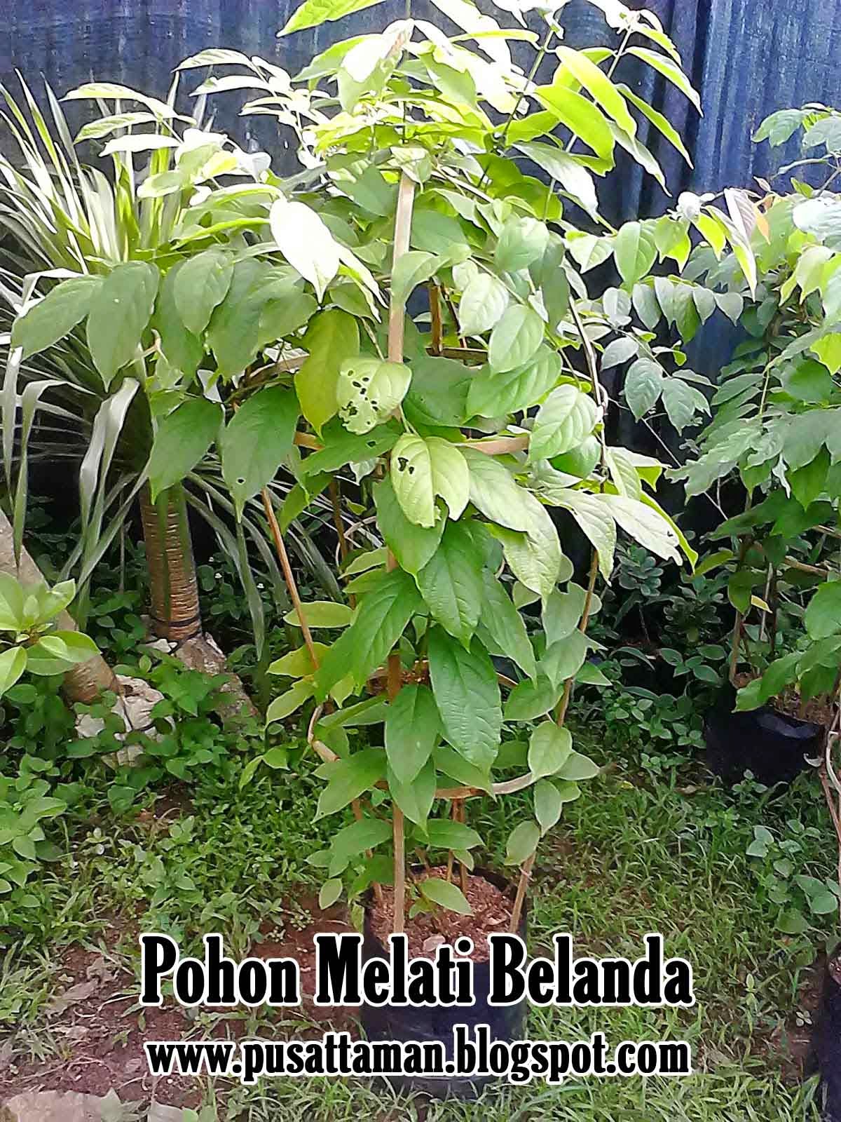 JUAL POHON MELATI RAMBAT | POHON MELATI BELANDA | JUAL TANAMAN HIAS ...