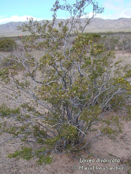 Argentina nativa: Jarilla (Larrea divaricata)
