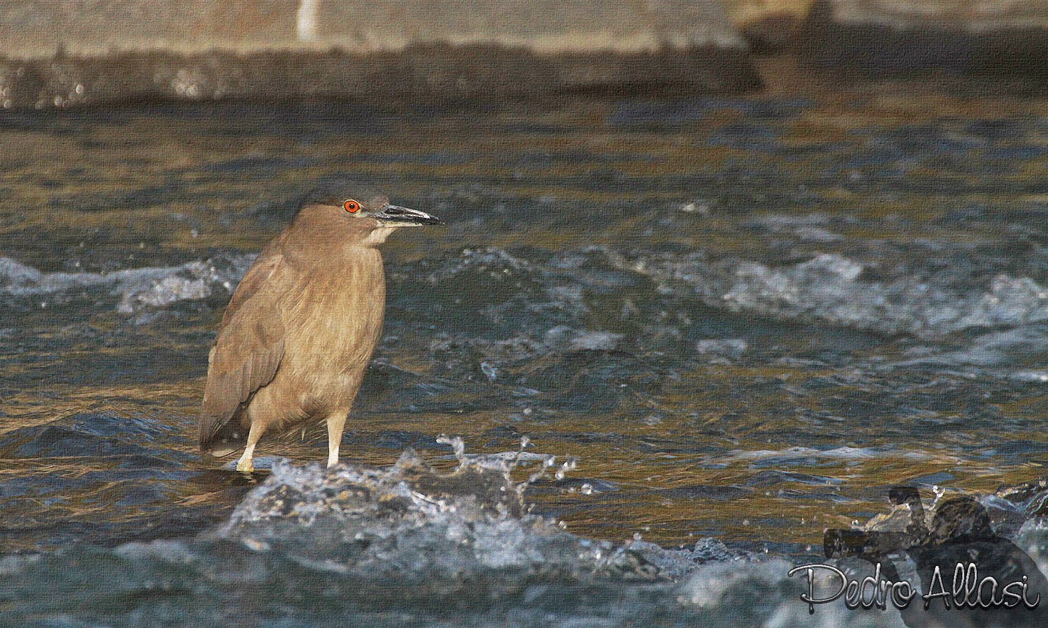 AVES DE AREQUIPA , Pedro Allasi: huaco común.