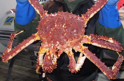 Ryker Rules Alaska: King Crab!