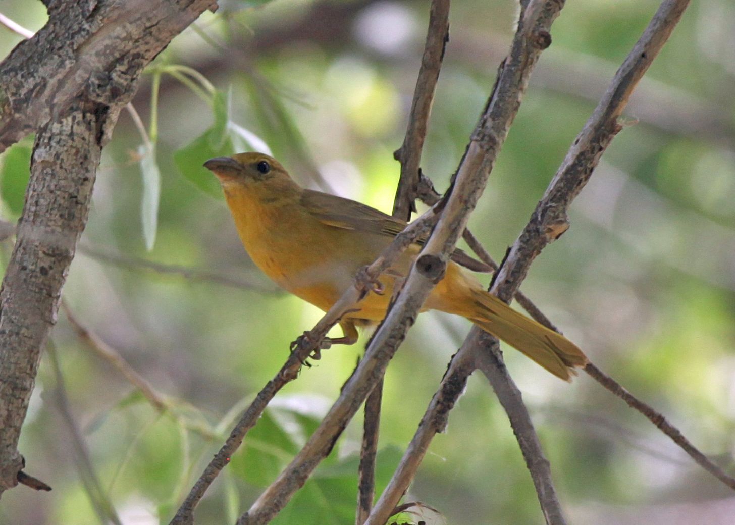 The Azure Gate: Tanagers