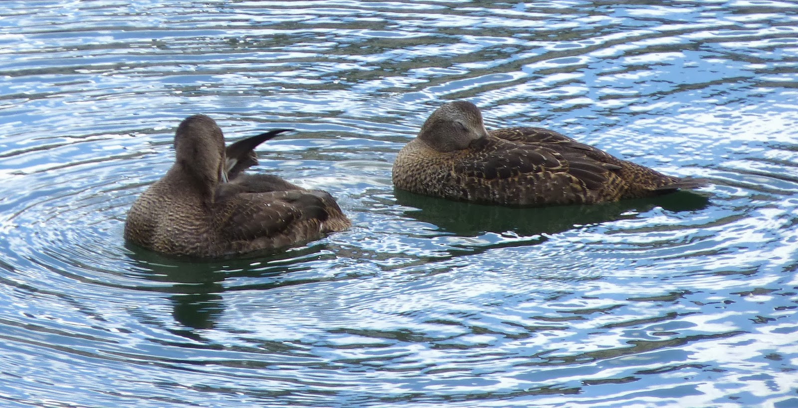 Birding For Pleasure: Eider Duck