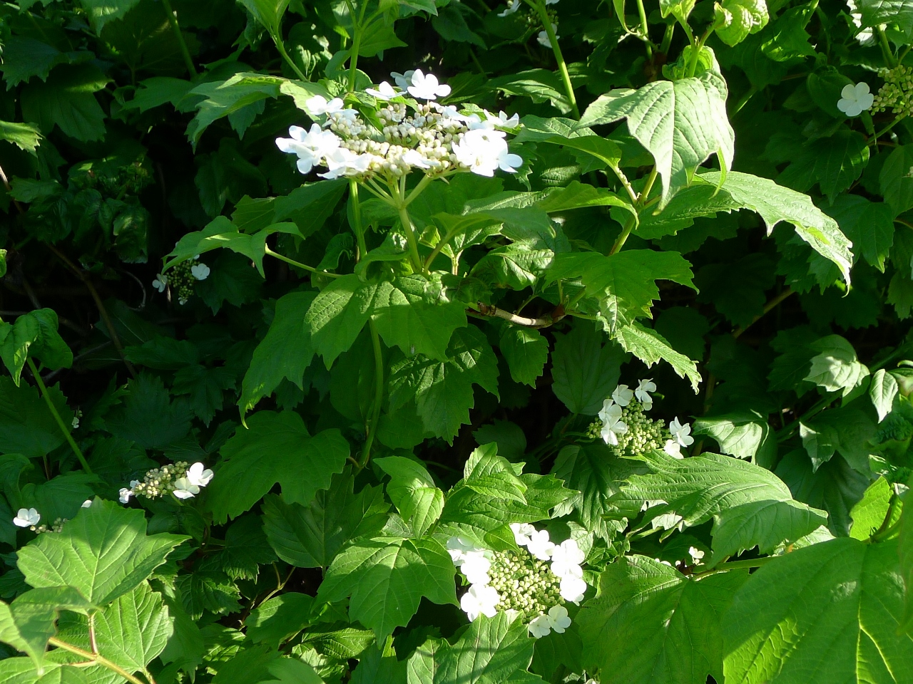 Z Przyrodą za Pan Brat: Kalina koralowa (Viburnum opulus L.)
