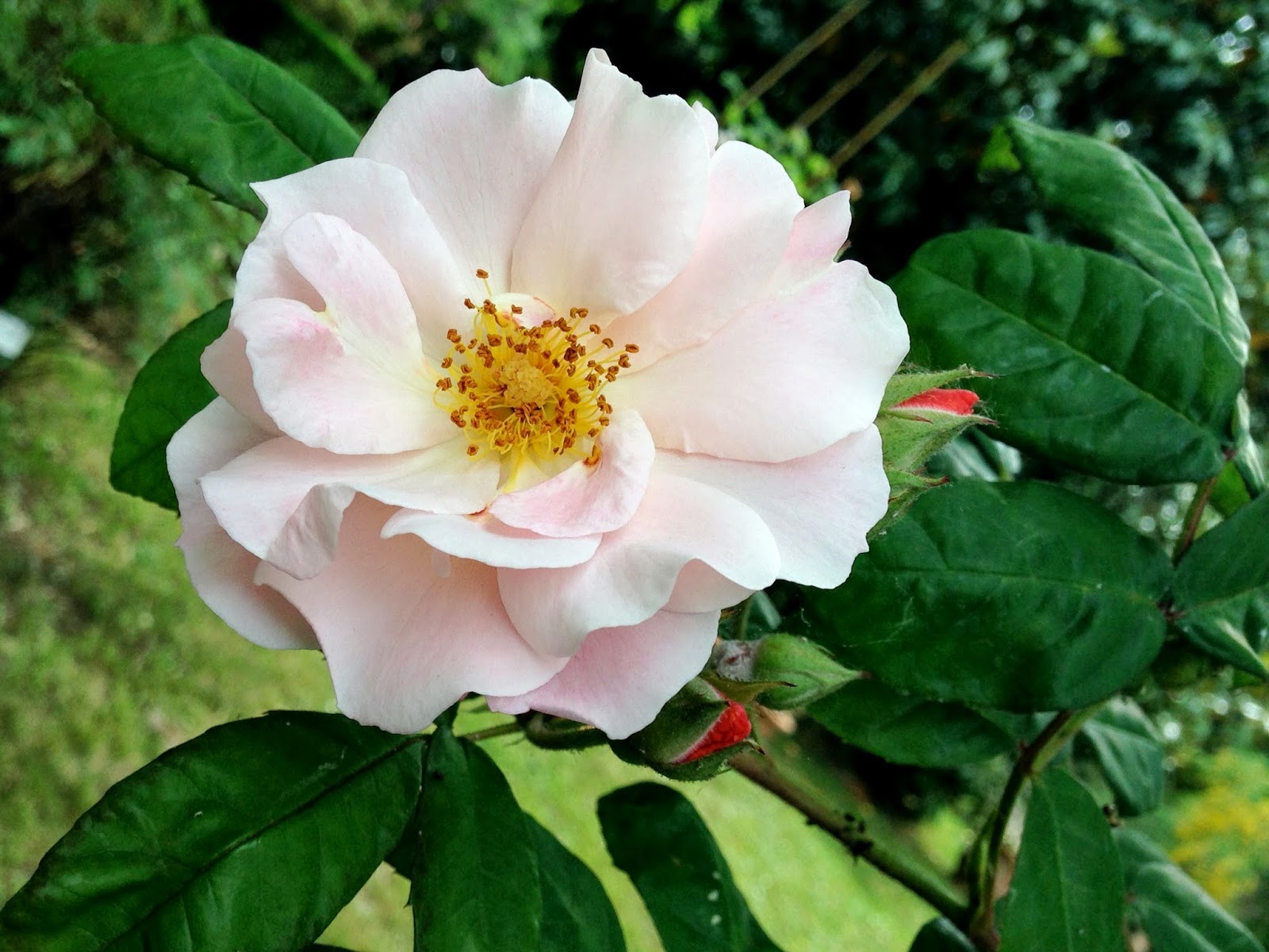 The Magpie's Fancy: Gardens of Florence