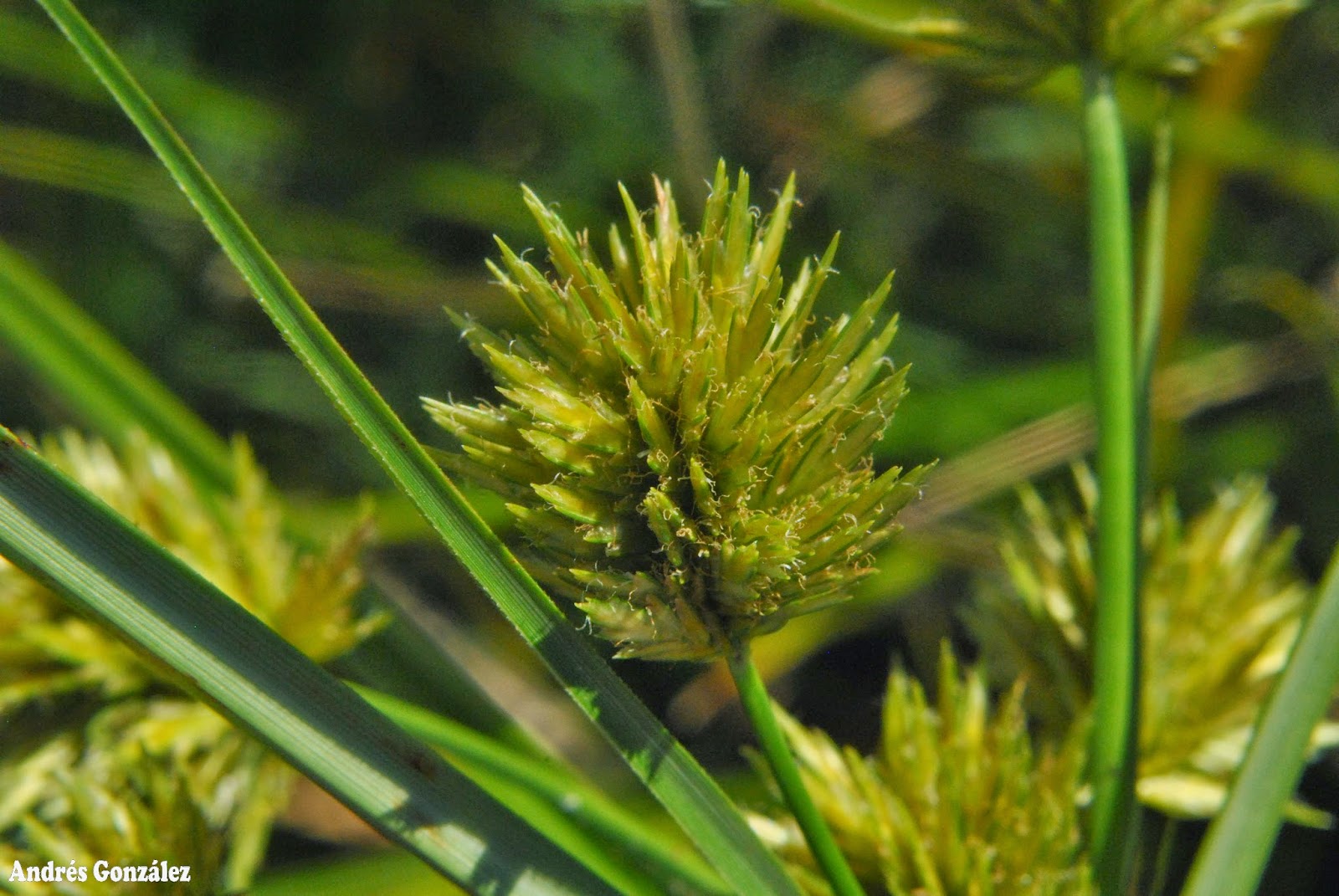 FOTOS DE FLORA NATIVA Y ADVENTICIAS DE URUGUAY : Cyperus rigens. Cyperaceae