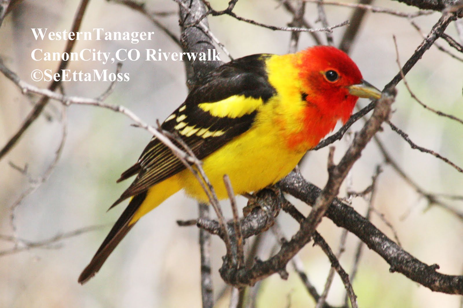 Colorful Western Tanagers moving through
