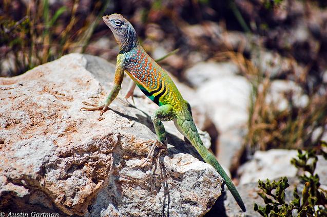 It's Not ALL Rainbows as a Greater Earless Lizard | Featured Creature