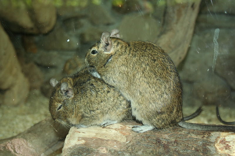 Bridge's Degu