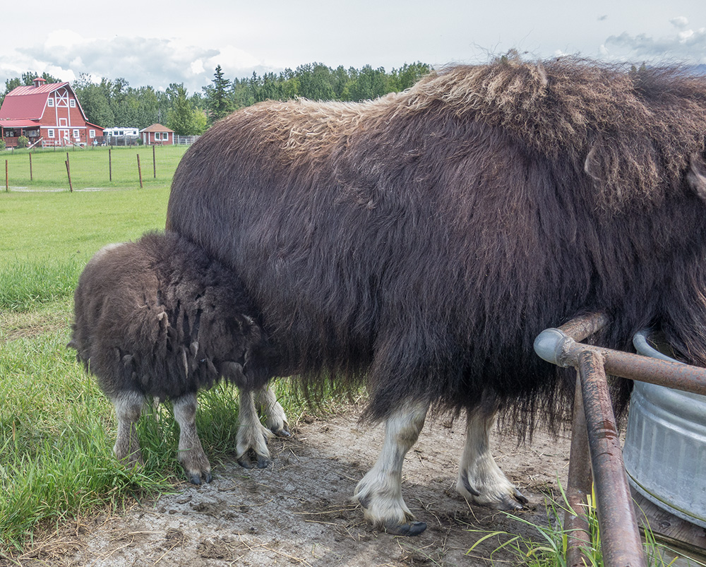 Merikay's Dream : Musk Ox Farm, and a Glacier