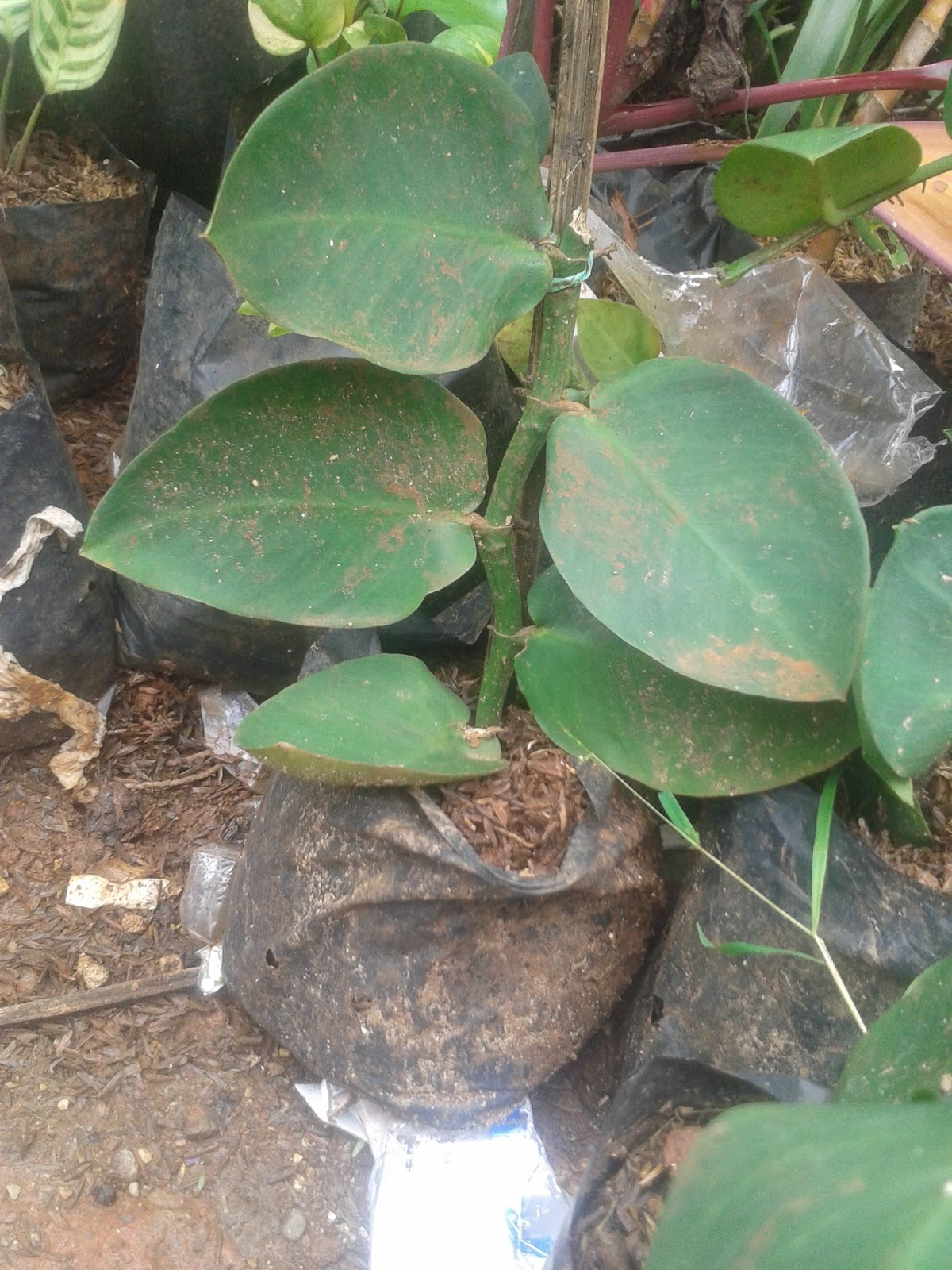 Jual Pohon Dollar Rambat Daun Besar | tukang taman