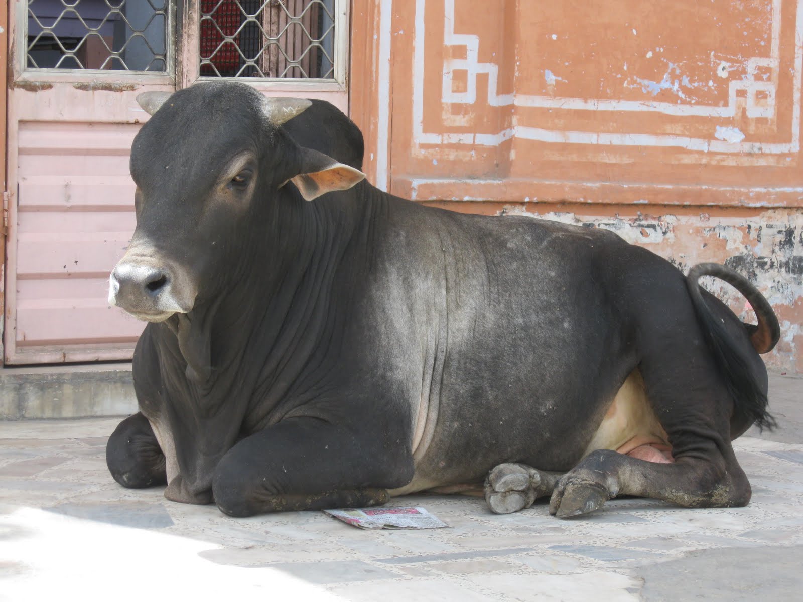 Waltzing Horses: Couldn't resist this beautiful bull in front of a shrine