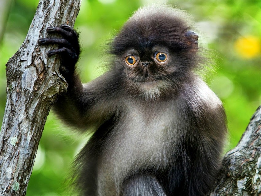 I Have Seen The Whole Of The Internet: Mittens - A Kitten-Monkey Hybrid ...