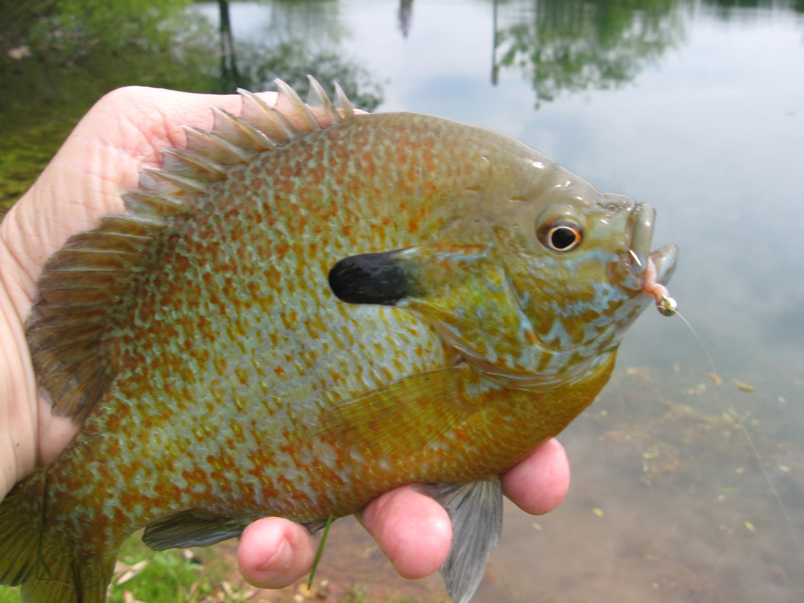 Bluecollar Fishin with Jim: BEST OF THE BEST FOR 2012 - PART ONE