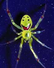 Laughing Spiders ~ Wonderland