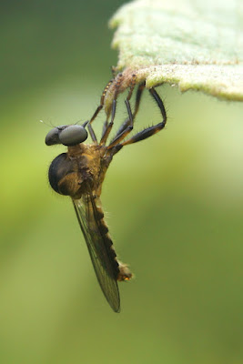 Robber Fly