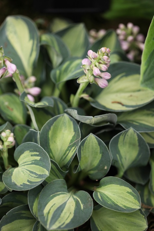 Garden Living: juli 2013